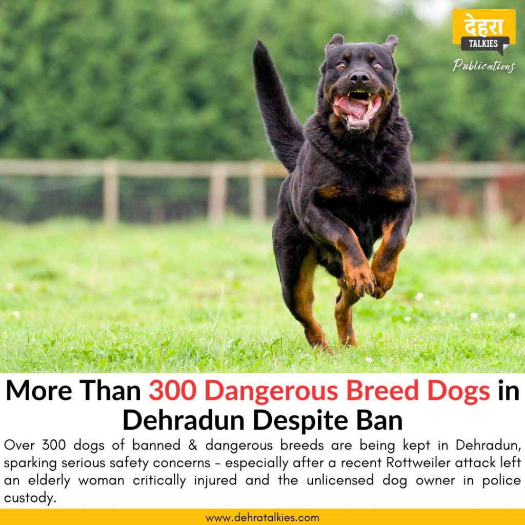 More Than 300 Dangerous Breed Dogs in Dehradun Despite Ban | Dehra Talkies